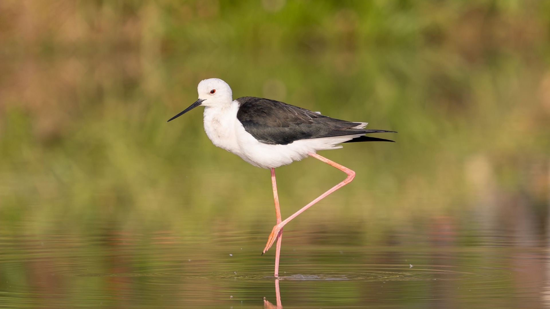 Discover Long Valley: A Natural Haven Steps from Beas River ...